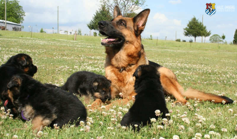 SOLD: Deep, Red and Black Male Puppy – German Shepherd Breeder Puppies ...