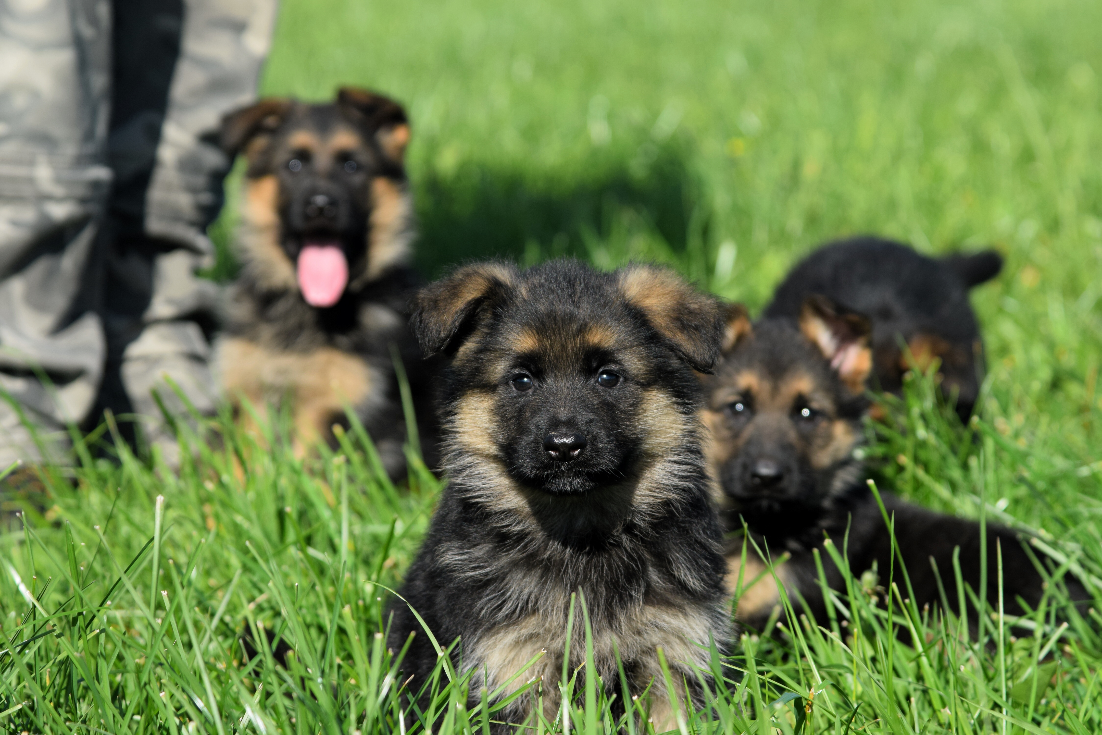 Thank You Deposit German Shepherd Breeder Puppies For Sale Haus Thank You Deposit German Shepherd Breeder Puppies For Sale Haus