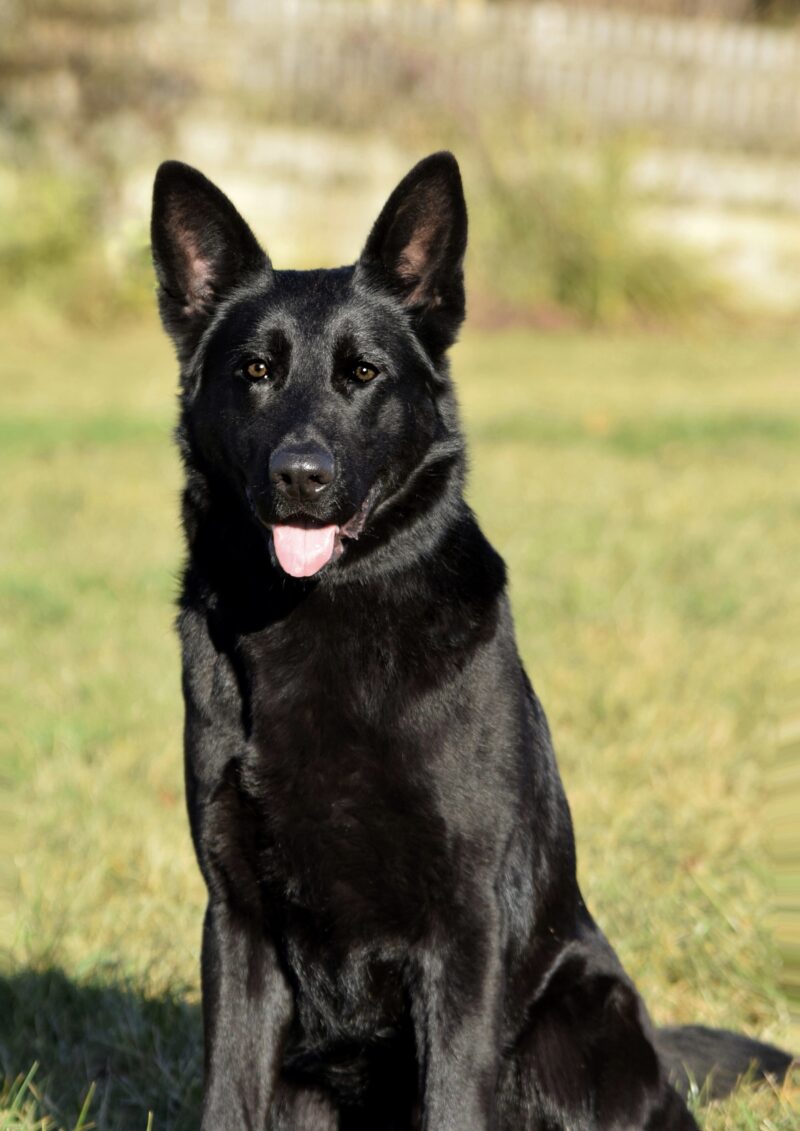 Our Dogs – German Shepherd Breeder Puppies For Sale : Haus Amberg Shepherds
