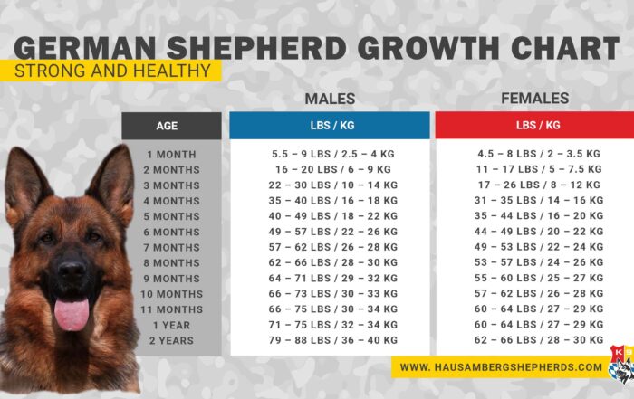 We Know Shepherds | Expert Advice and Information – German Shepherd ...