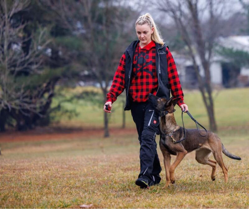 Jen Smith – German Shepherd Breeder Puppies For Sale : Haus Amberg ...